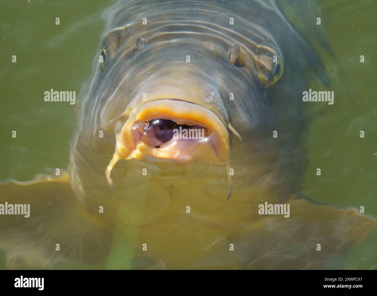 Hungry common carp (Cyprinus carpio) with big open mouth, eating ...