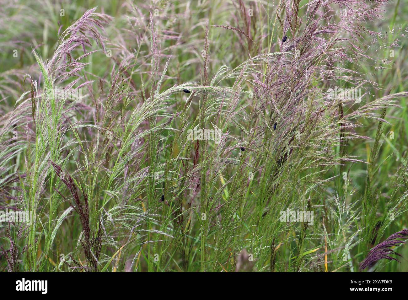A beetles of the Ground Beetles family (Carabidae), genus Amara that ...