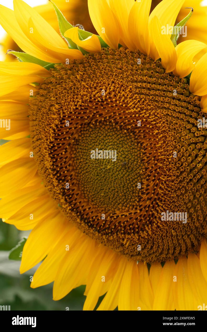 Sunflower Close Up. Detailed view of a sunflower Stock Photo - Alamy