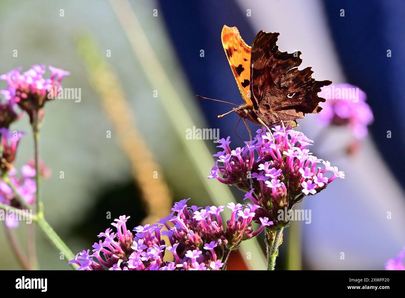 Butterfly like shaped wings hi-res stock photography and images - Alamy
