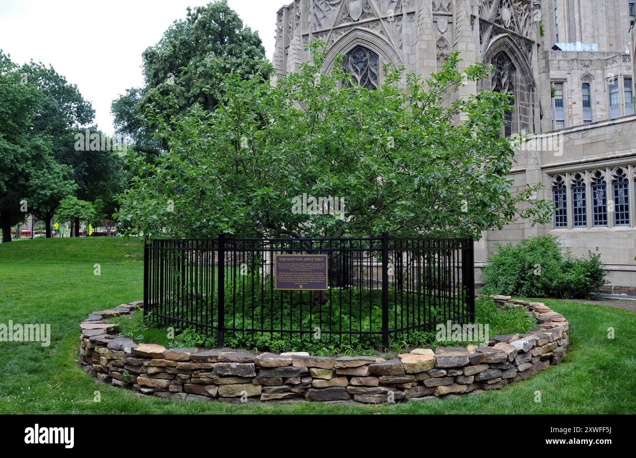A descendant of the original Newton apple tree stands beside the ...