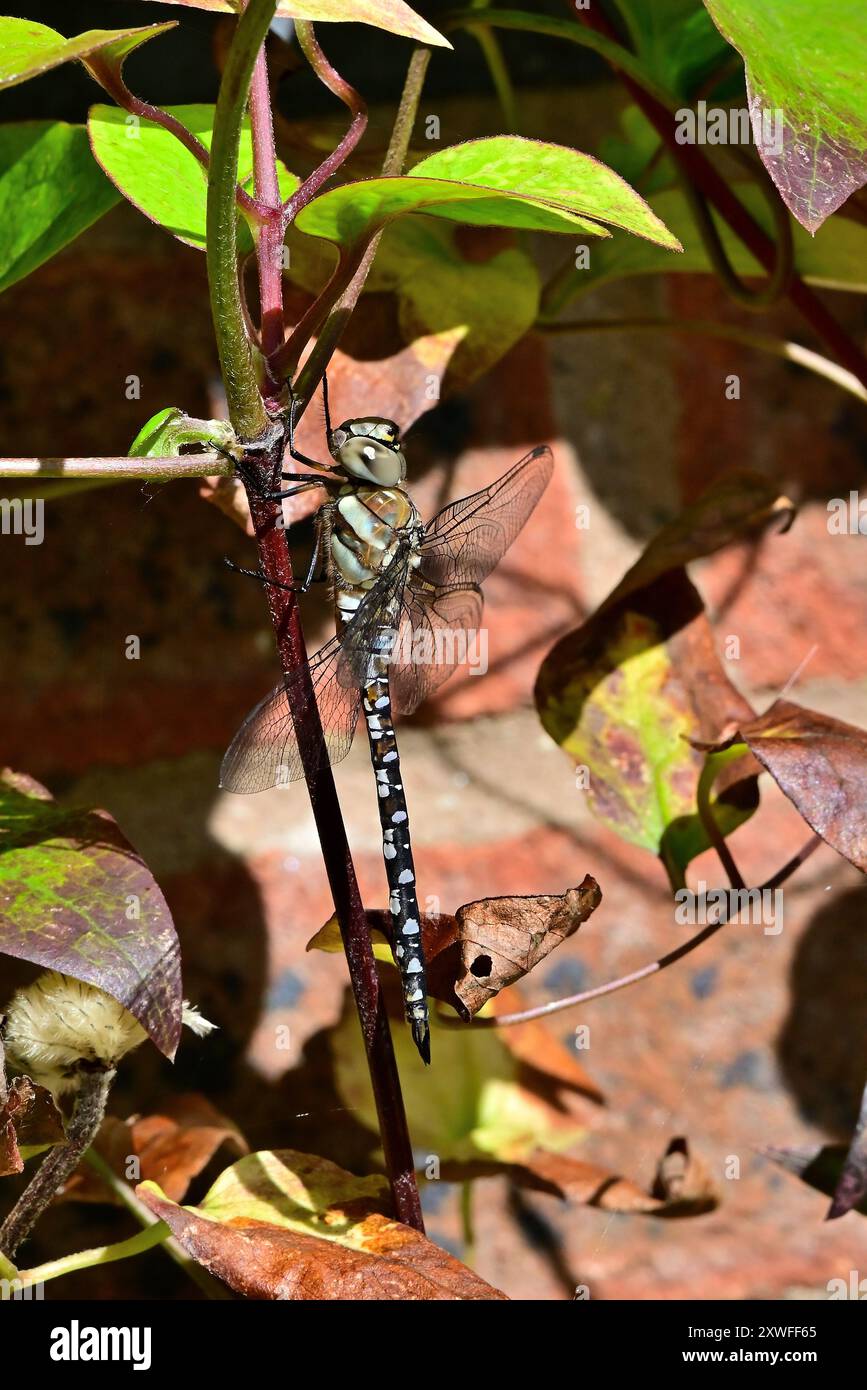 Around the UK - Common Hawker Dragonfly in garden plant Stock Photo - Alamy