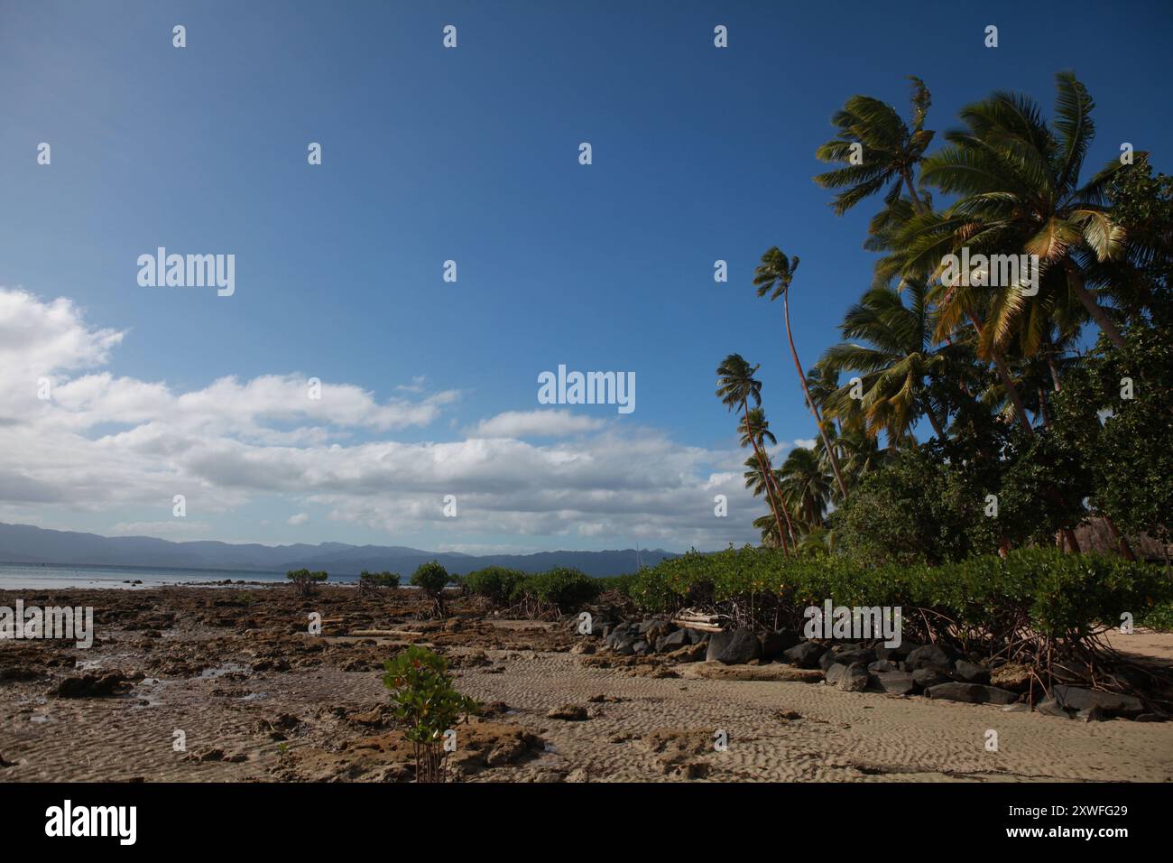 Beautiful tropical beach and palm trees, Savusavu, Fiji Stock Photo - Alamy