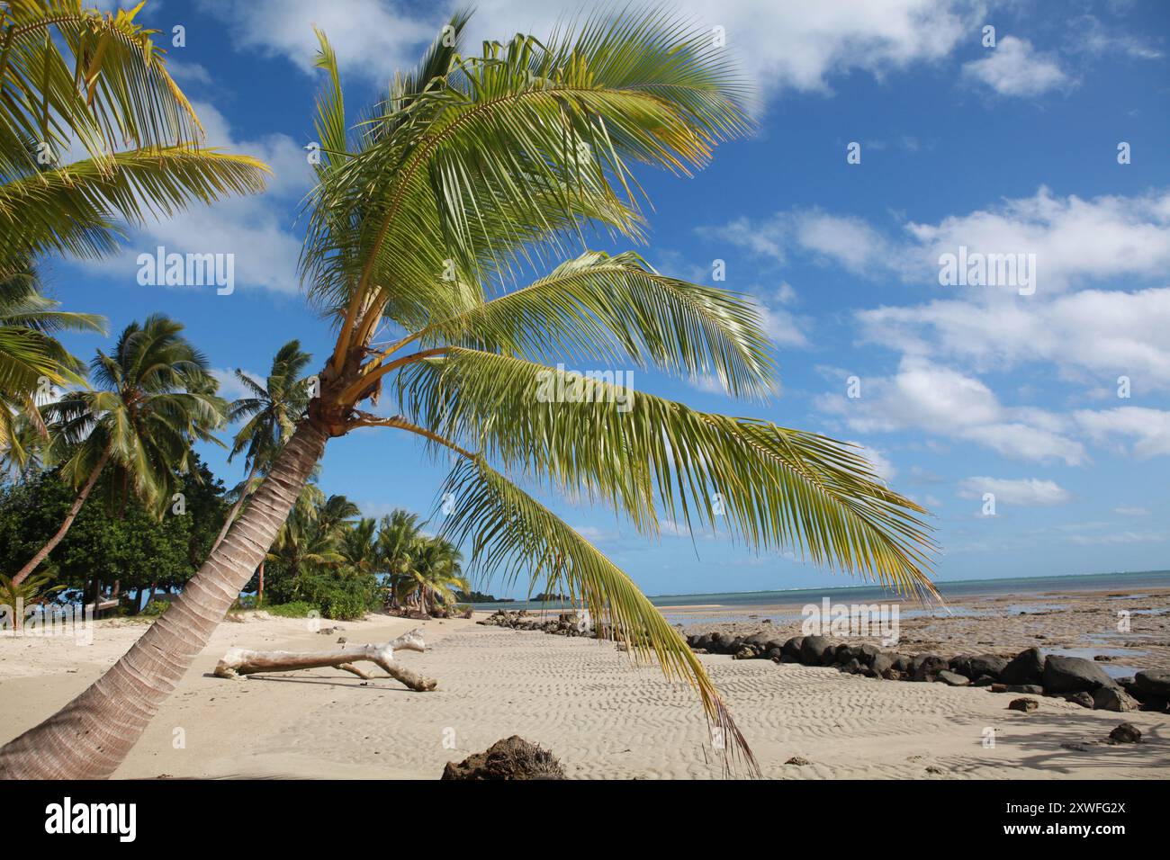 Beautiful tropical beach and palm trees, Savusavu, Fiji Stock Photo - Alamy