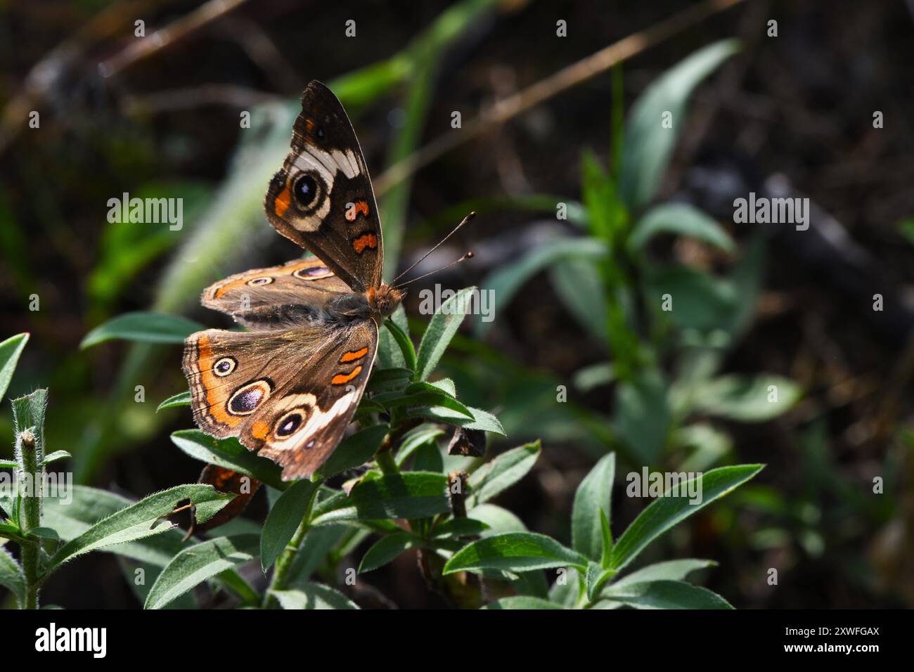 Common Buckeye Butterfly Stock Photo - Alamy