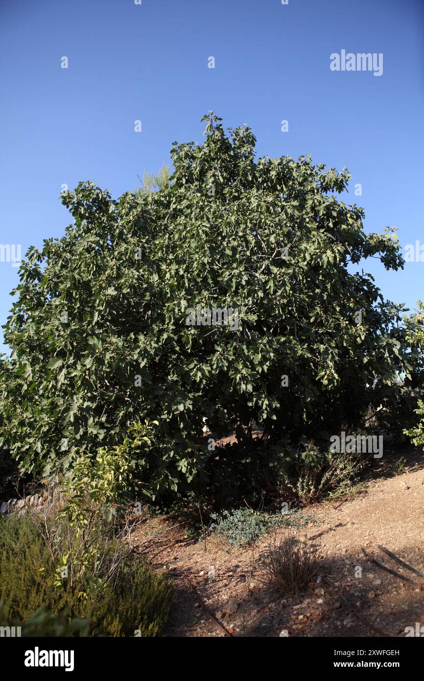 Fig Tree or Ficus Carica, a deciduous tree bearing fruit of the ...