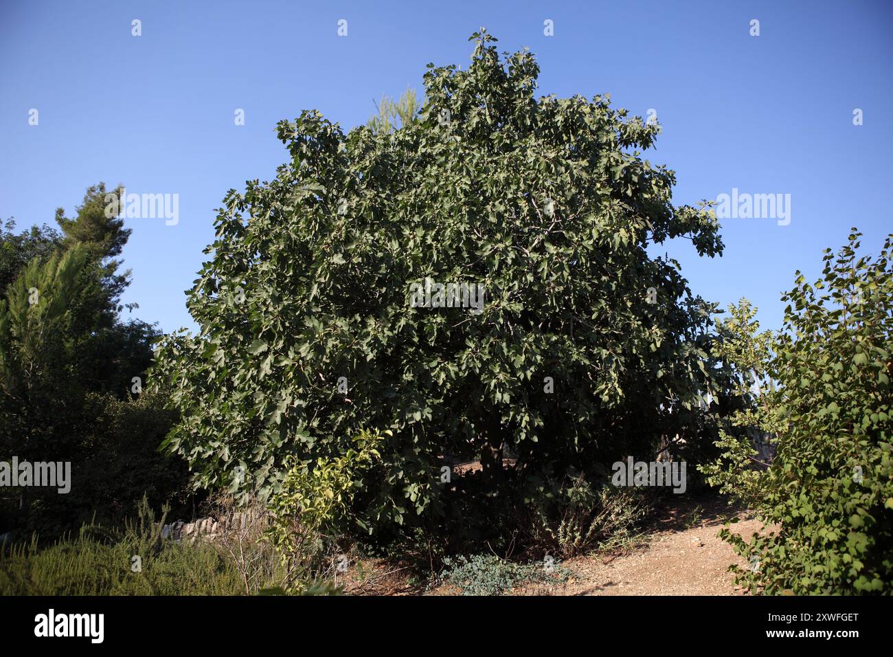 Fig Tree or Ficus Carica, a deciduous tree bearing fruit of the ...