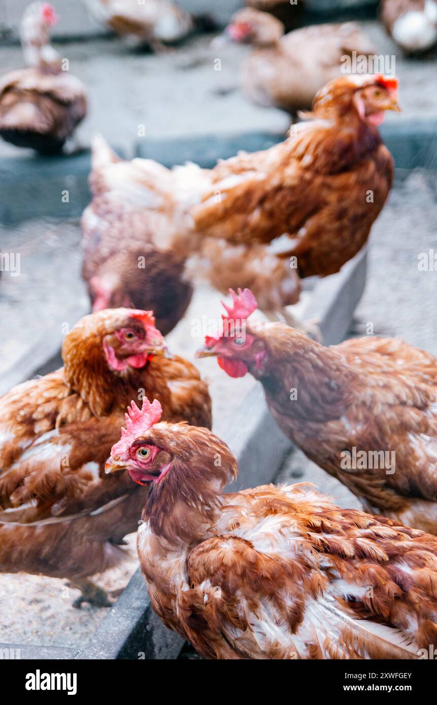 Rural hen hi-res stock photography and images - Alamy
