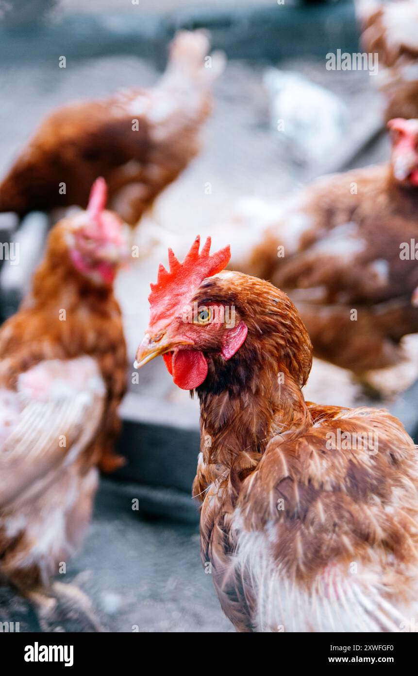 Rural hen hi-res stock photography and images - Alamy