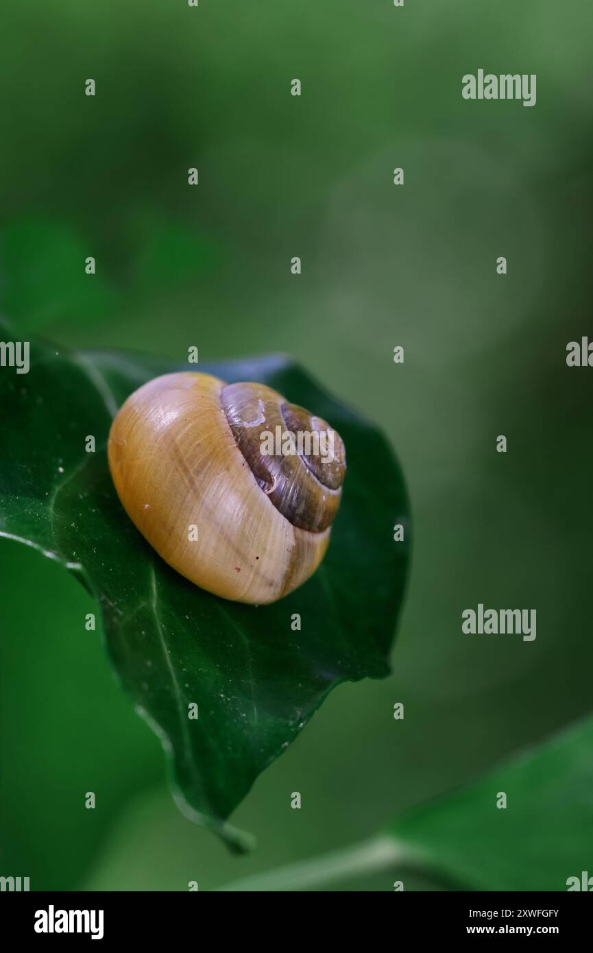 Brown-lipped Snail, Cepaea nemoralis, With No Banding On The Shell On A ...