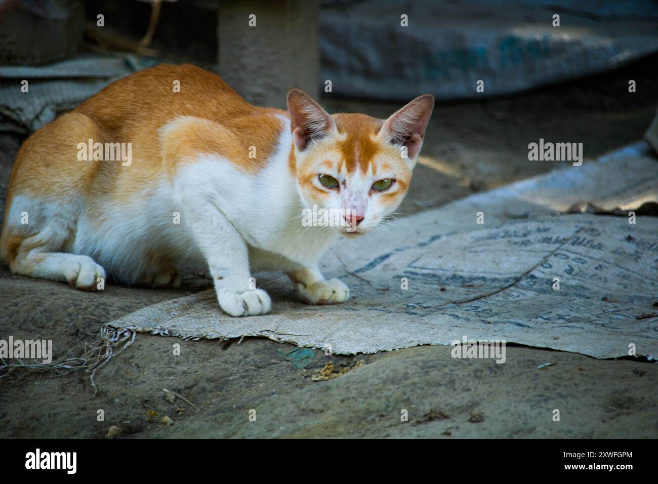 Village house in bangladesh hi-res stock photography and images - Alamy