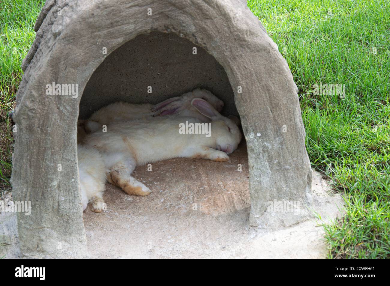 Beauty animals rabbits hi-res stock photography and images - Alamy