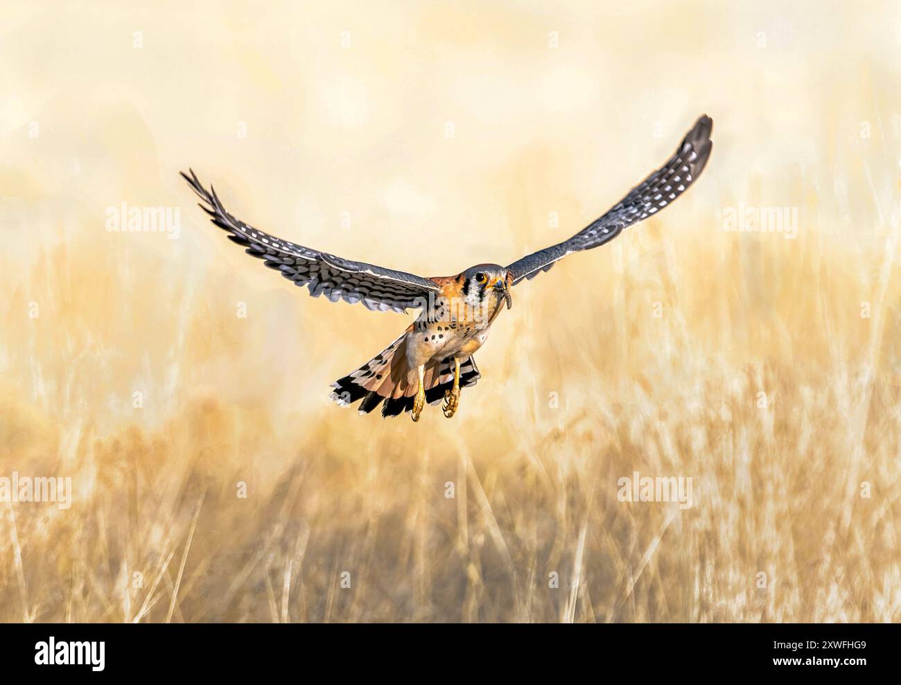 A Kestrel hunting in a golden grasslands field takes flight after ...