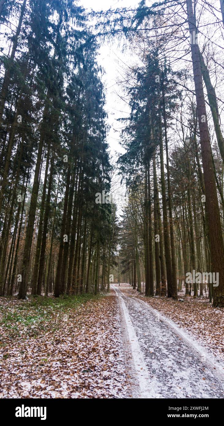 snowy and frosty landscape with winterly forest and rural street Stock ...