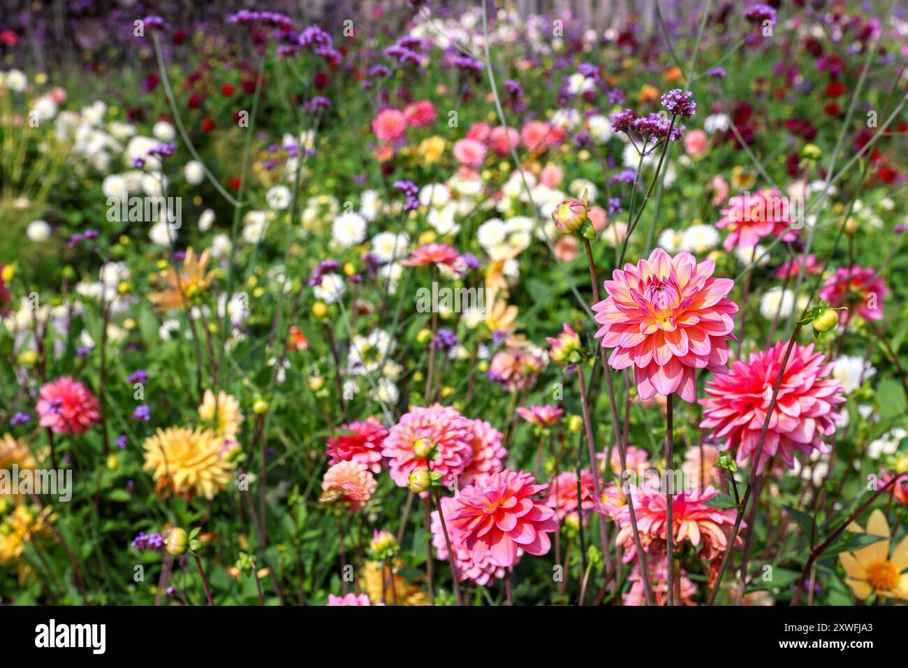 Various plant varieties hi-res stock photography and images - Alamy