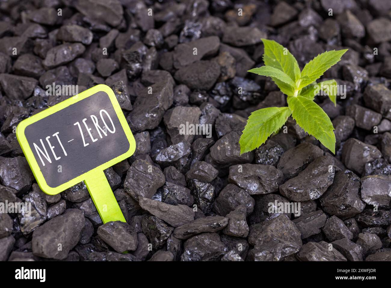 A pile of coal from which a green plant is sprouting and a plate with ...