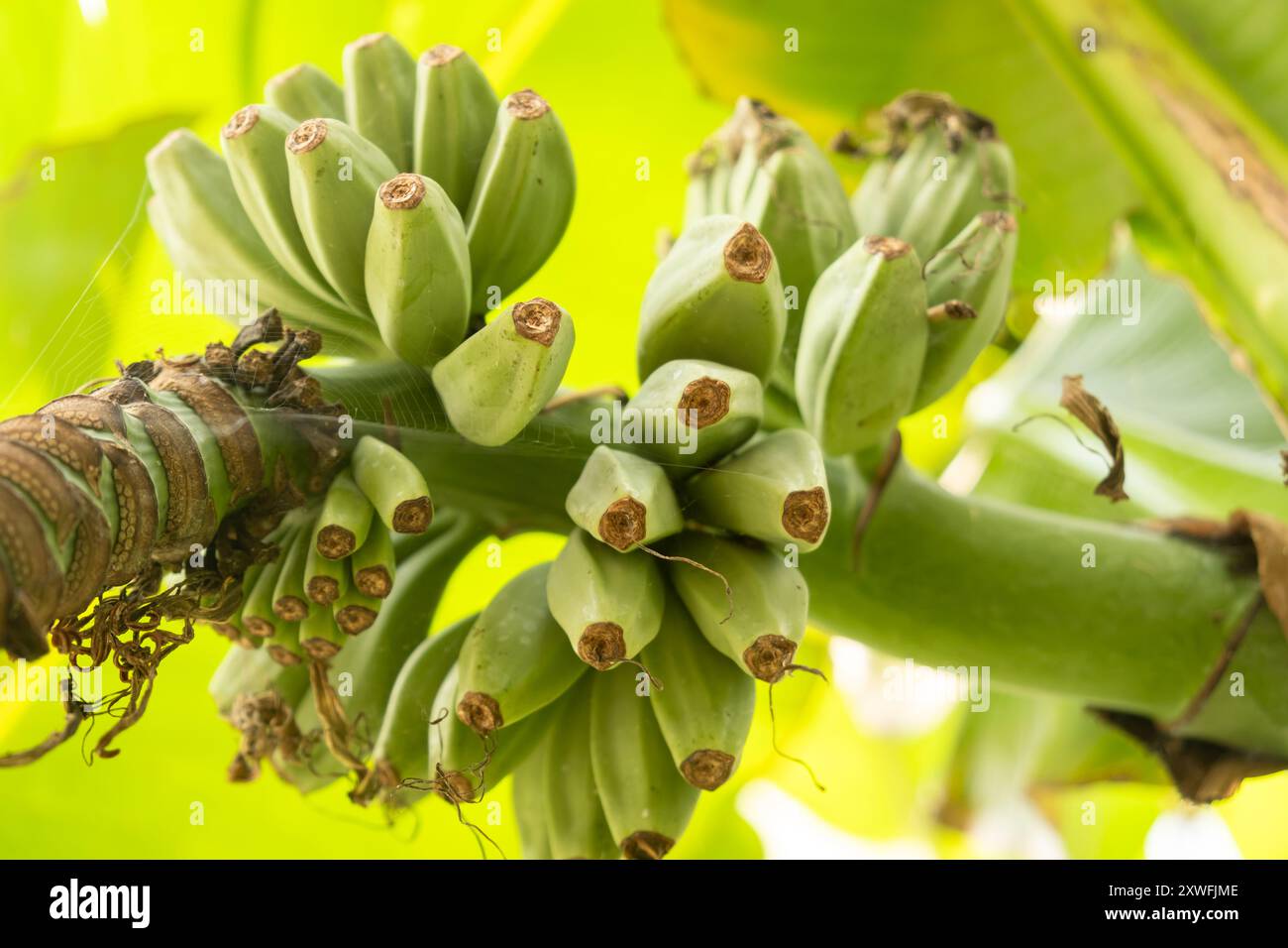 Unripe bananas in jungle close hi-res stock photography and images - Alamy
