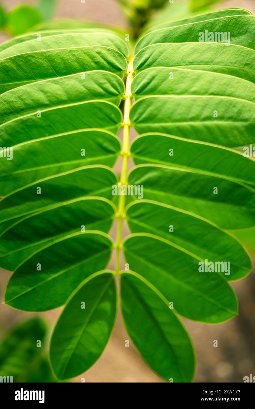 Prominent vein structure hi-res stock photography and images - Alamy