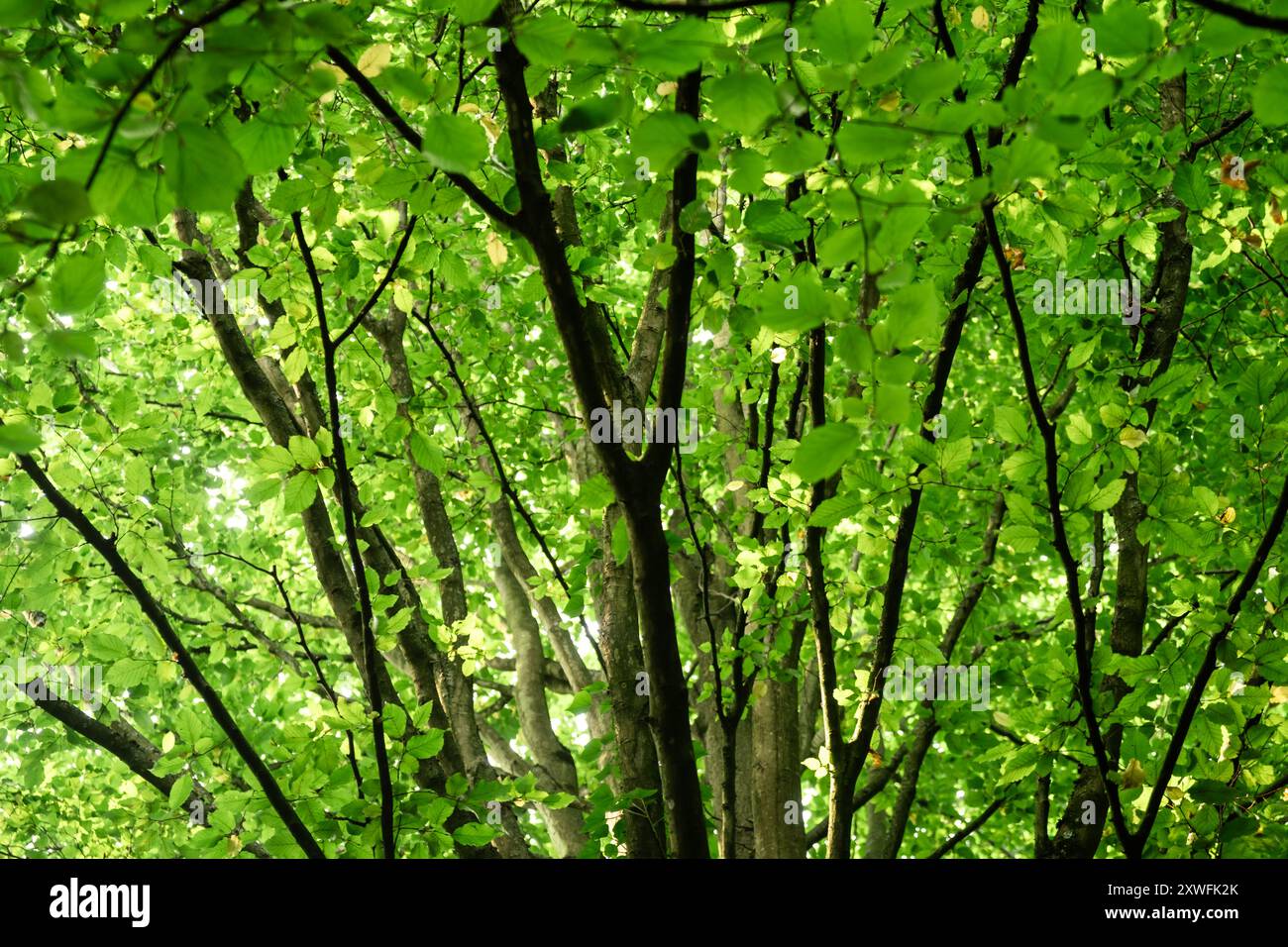 Lush Green Tree Canopy with Sunlight Filtering Through Leaves in Forest ...