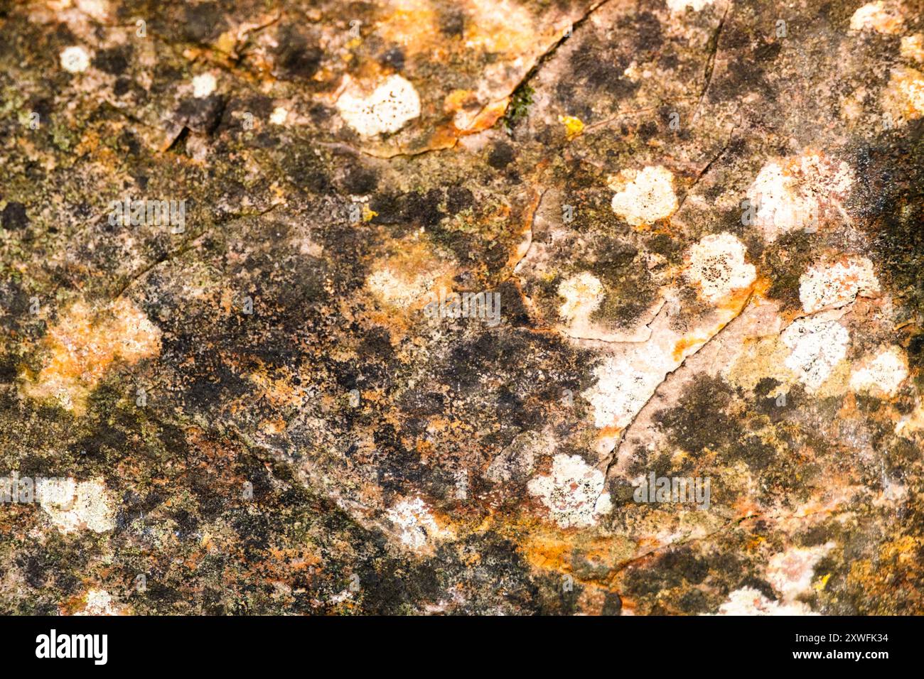 Colorful Lichen on Weathered Rock Surface with Cracks and Patterns ...