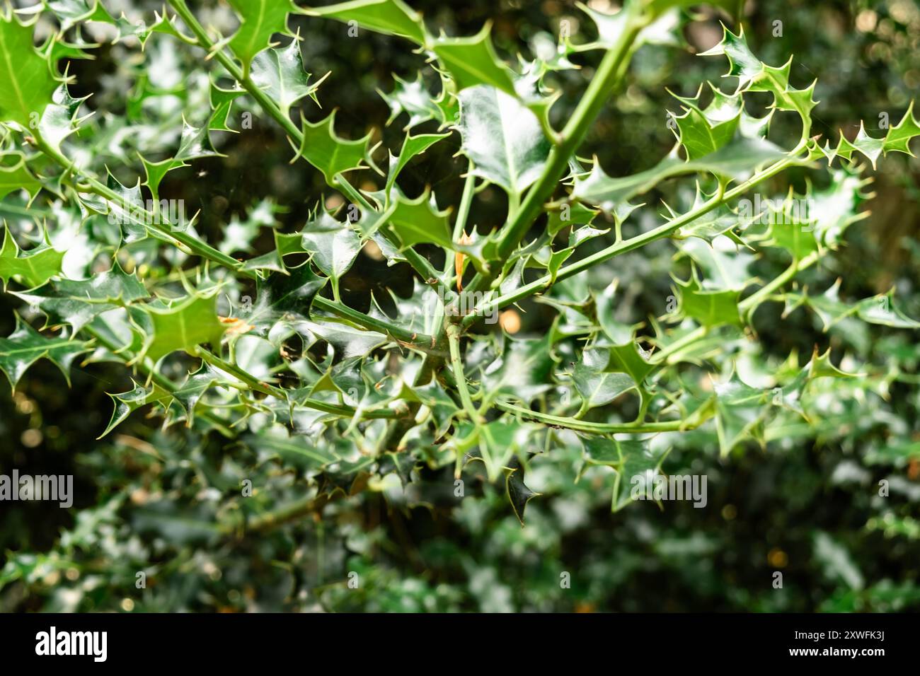 Dense thorns hi-res stock photography and images - Alamy