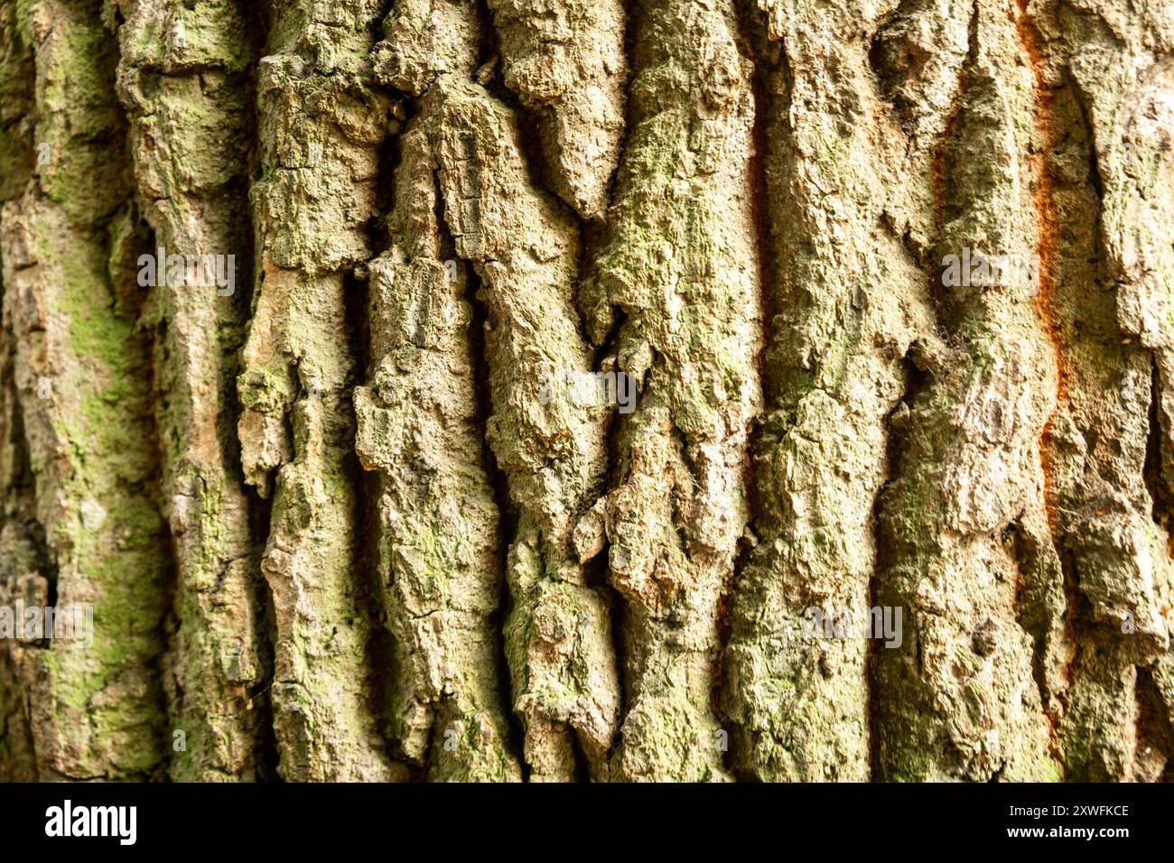 Detailedtexture hi-res stock photography and images - Alamy