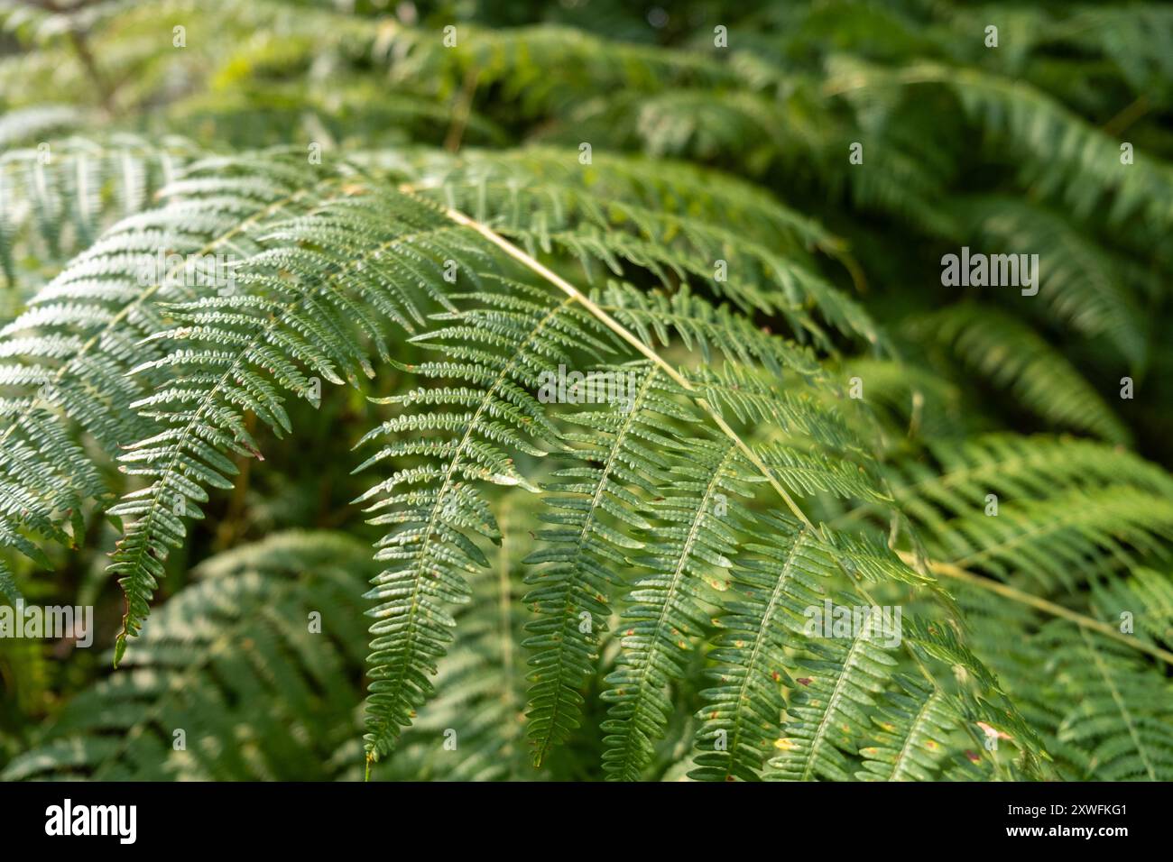 Lush green ferns in hi-res stock photography and images - Alamy