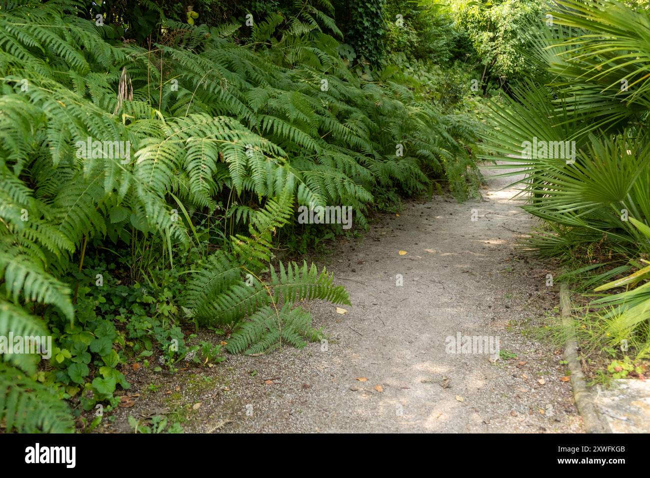 Pathway through lush greenery hi-res stock photography and images - Alamy