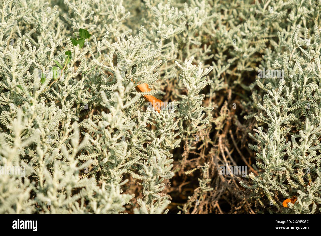 Sagebrush ecosystem hi-res stock photography and images - Alamy