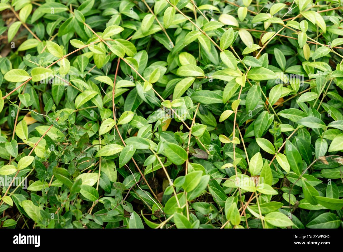 Lush Green Ground Cover Plants with Vibrant Foliage for Landscaping and ...