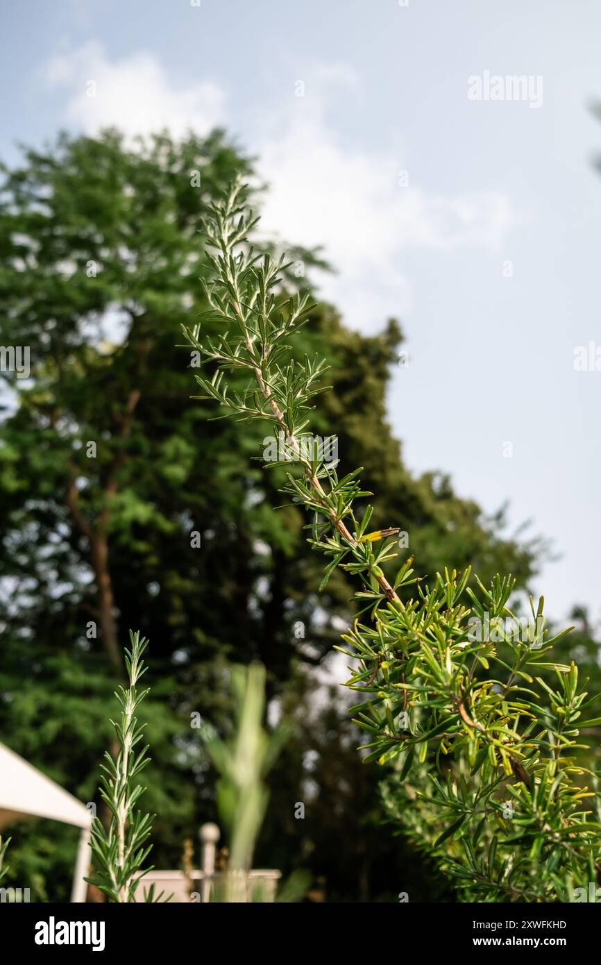 Close-Up of Green Foliage with Tree Background in Natural Daylight ...