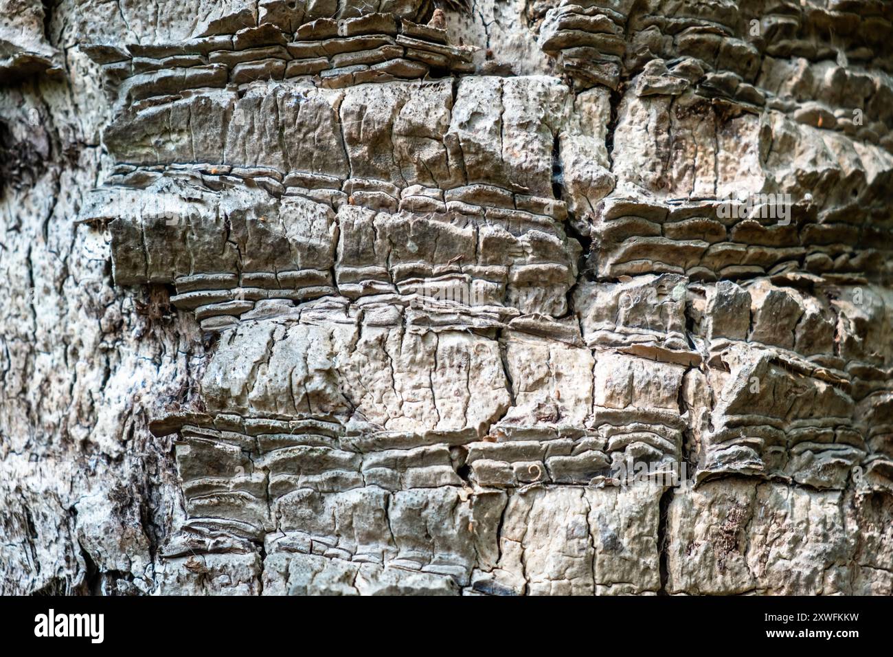 Textured layers aged tree hi-res stock photography and images - Alamy