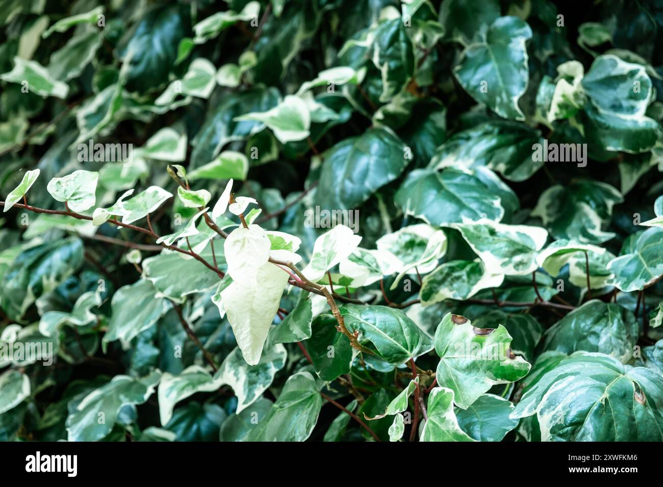 Variegated ivy leaves hi-res stock photography and images - Alamy