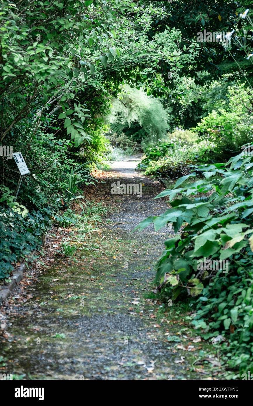 Scenic walkway surrounded lush greenery hi-res stock photography and ...