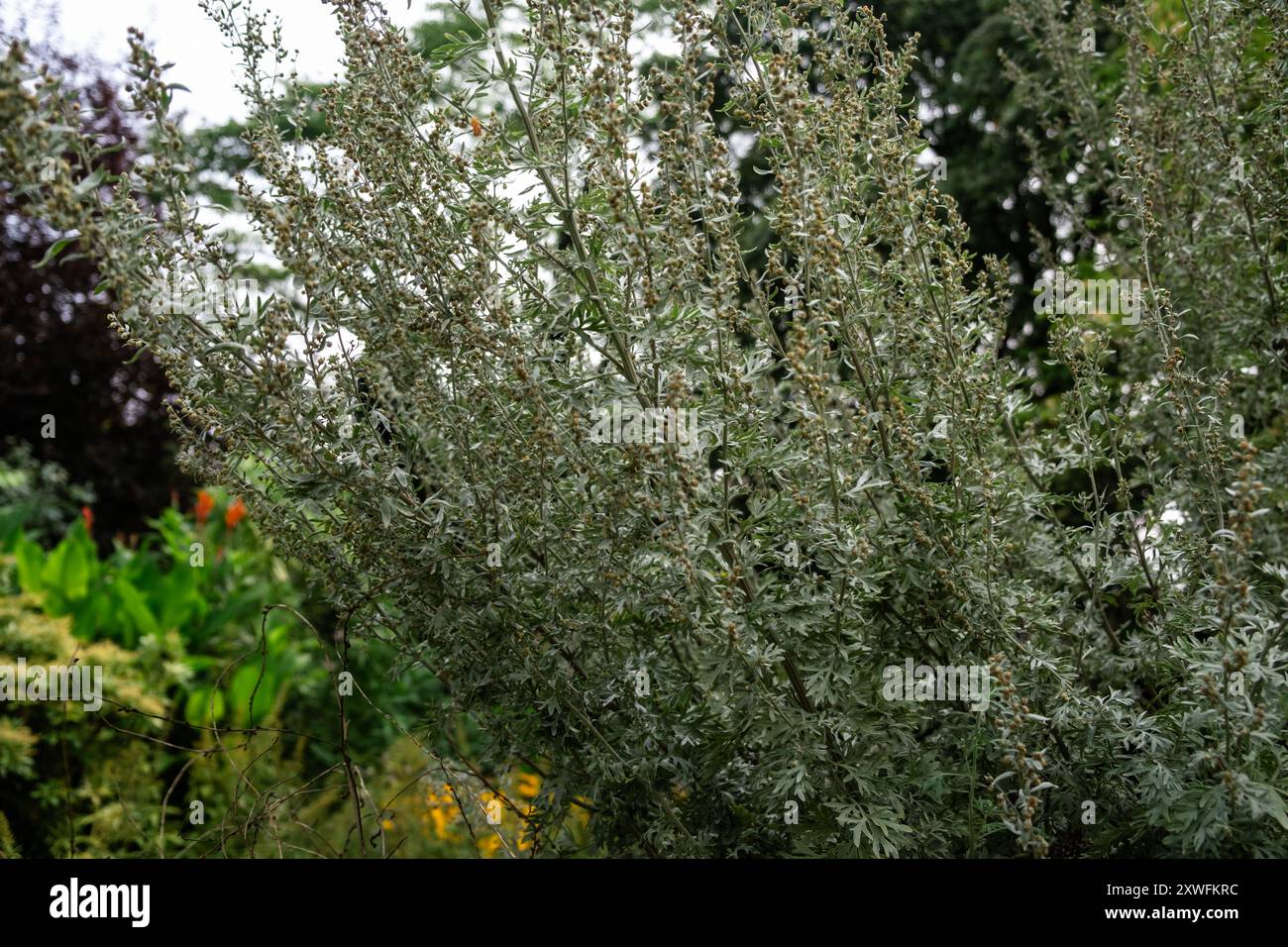 Scenic leafy park setting hi-res stock photography and images - Alamy