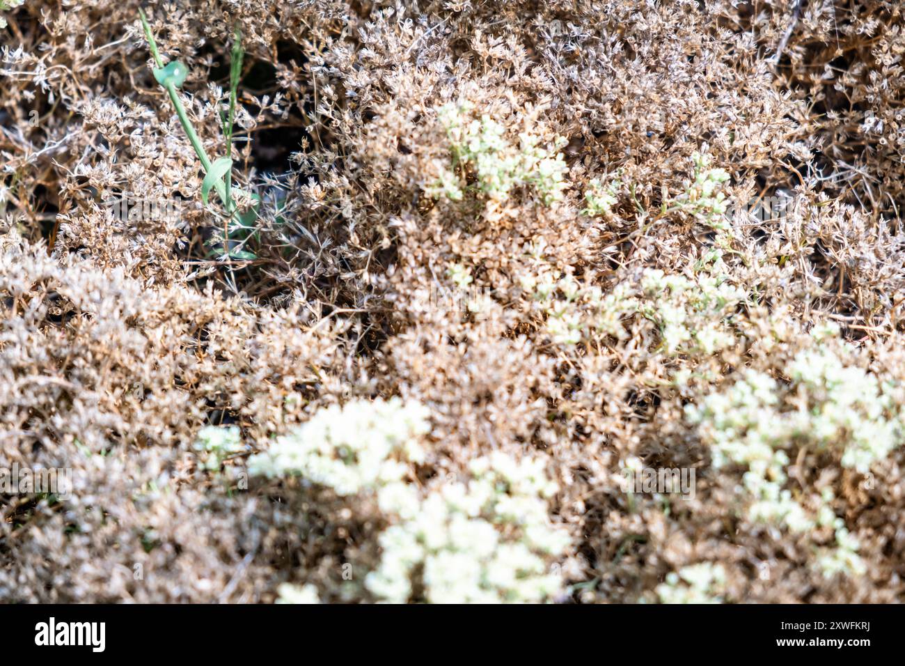 Dried Vegetation and Small Green Plants in Nature: Contrast of Dead and ...