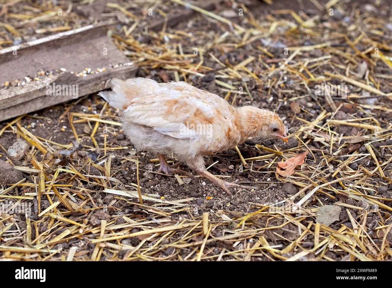 Food pecking hi-res stock photography and images - Alamy