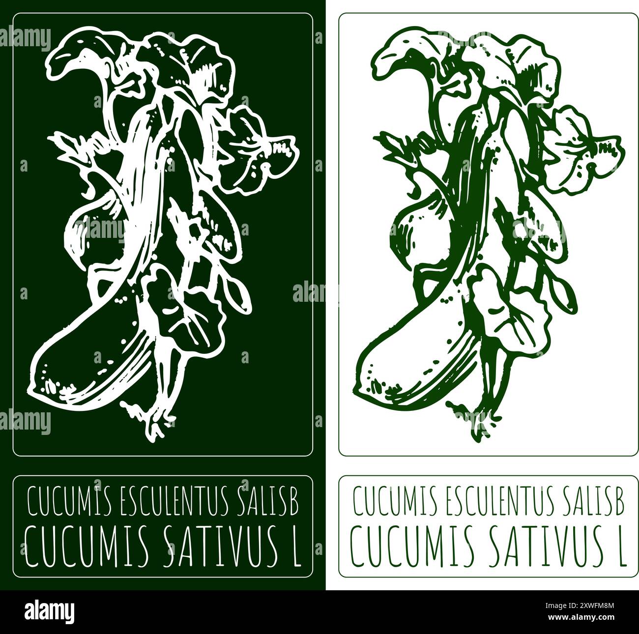 Vector drawing CUCUMIS ESCULENTUS SALISB. Hand drawn illustration ...