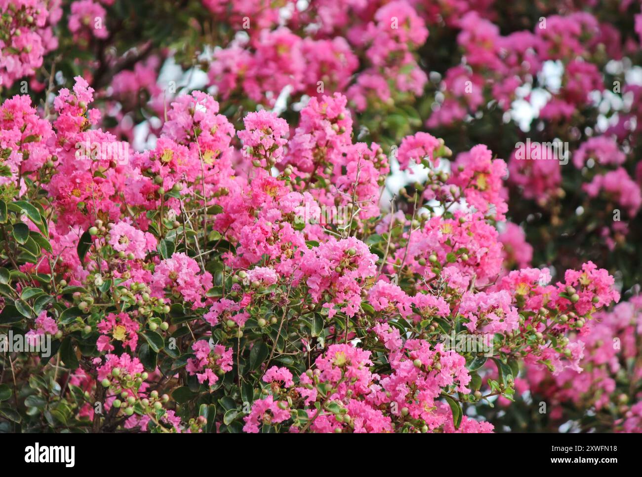 Crepe myrtle plant (Lagerstroemia indica Stock Photo - Alamy