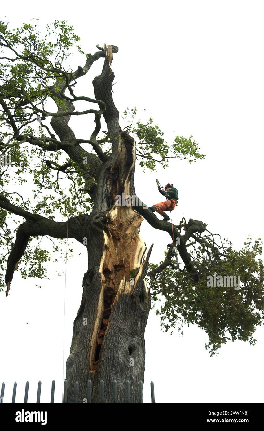 The famous Kings Oak tree at Boscobel House after lightning damage. The ...