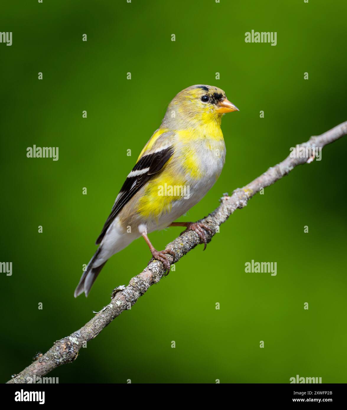 American goldfinch male hi-res stock photography and images - Alamy