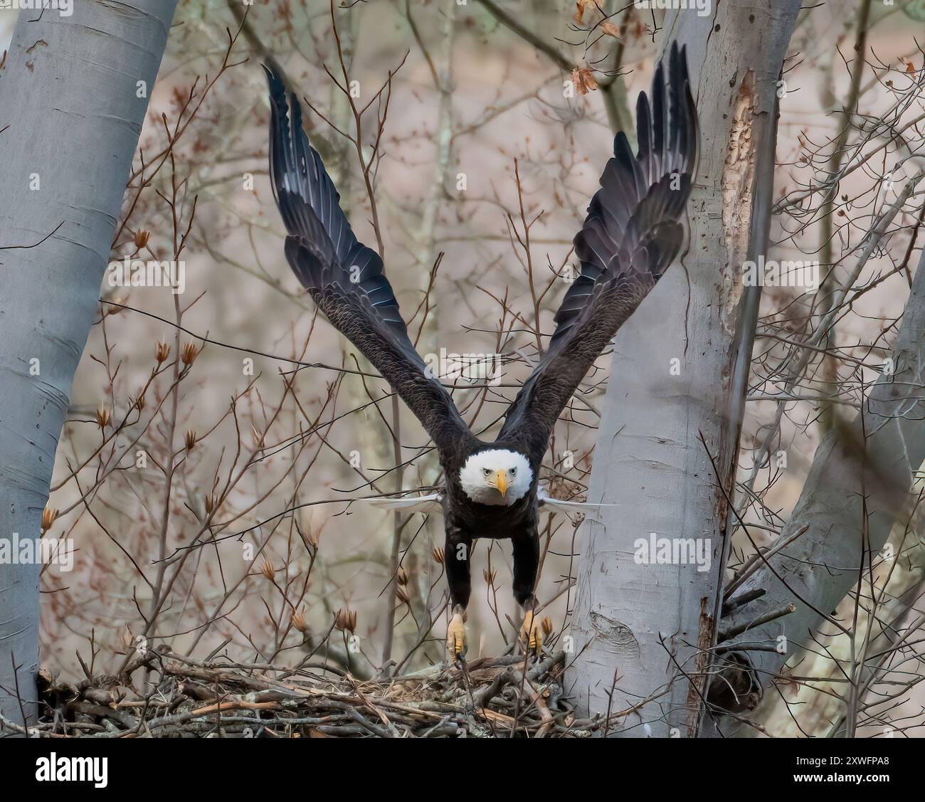 Eagle Taking Off From Nest Stock Photo Alamy