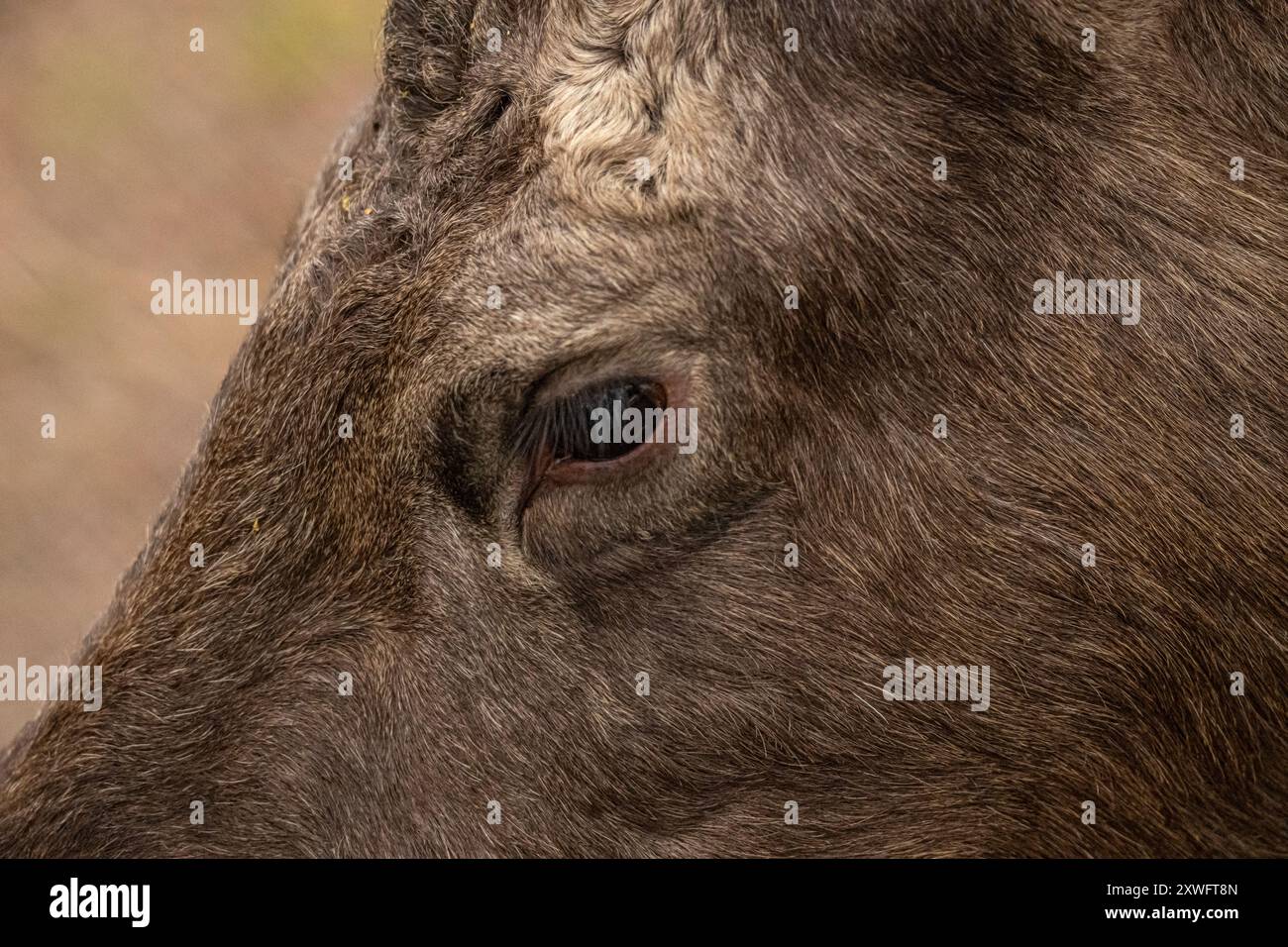 Male baby big blue eyes hi-res stock photography and images - Alamy