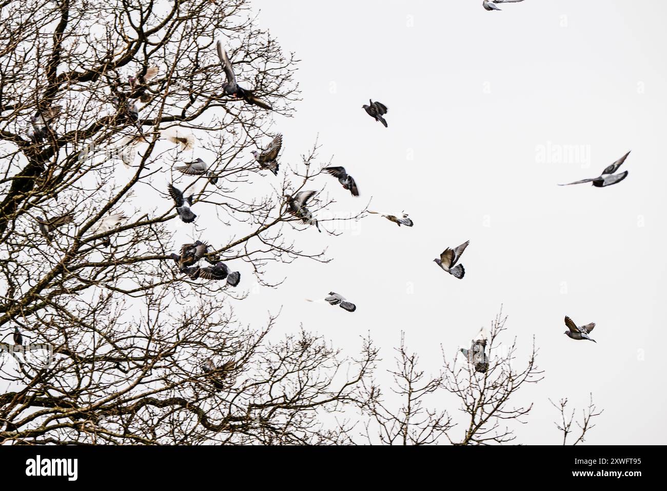 Red flock pattern hi-res stock photography and images - Alamy