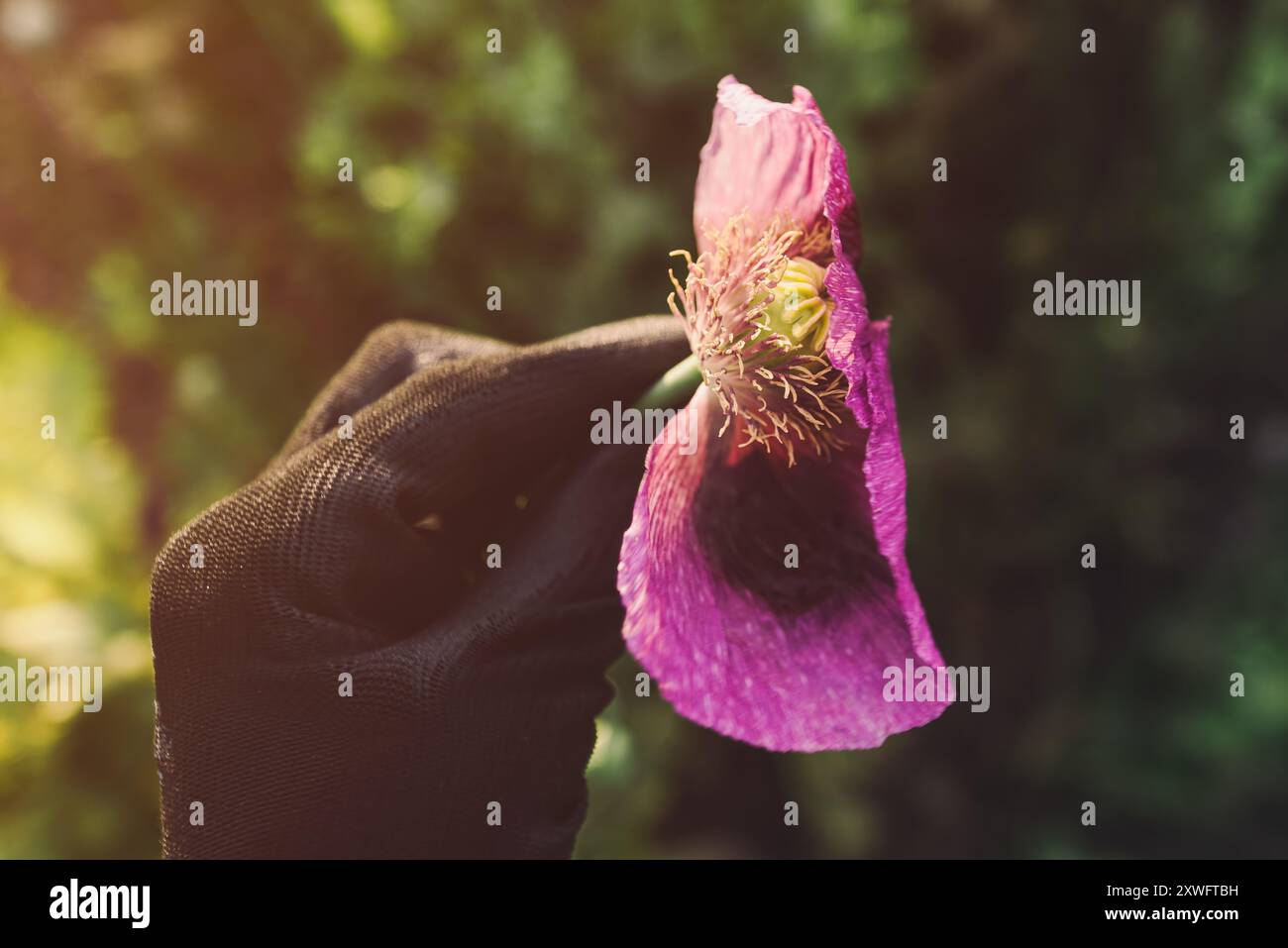Farmer examining opium poppy crops in bloom on a plantation, selective ...