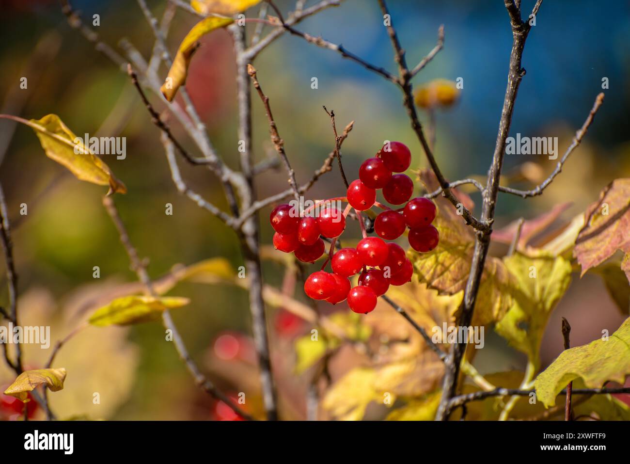 Fresh beries hi-res stock photography and images - Alamy