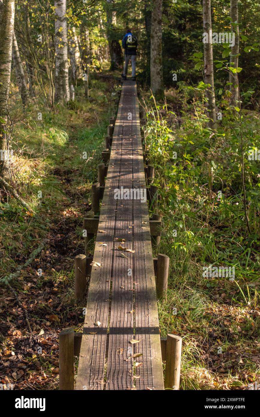 Forest boardwalk in the fall Stock Photo - Alamy