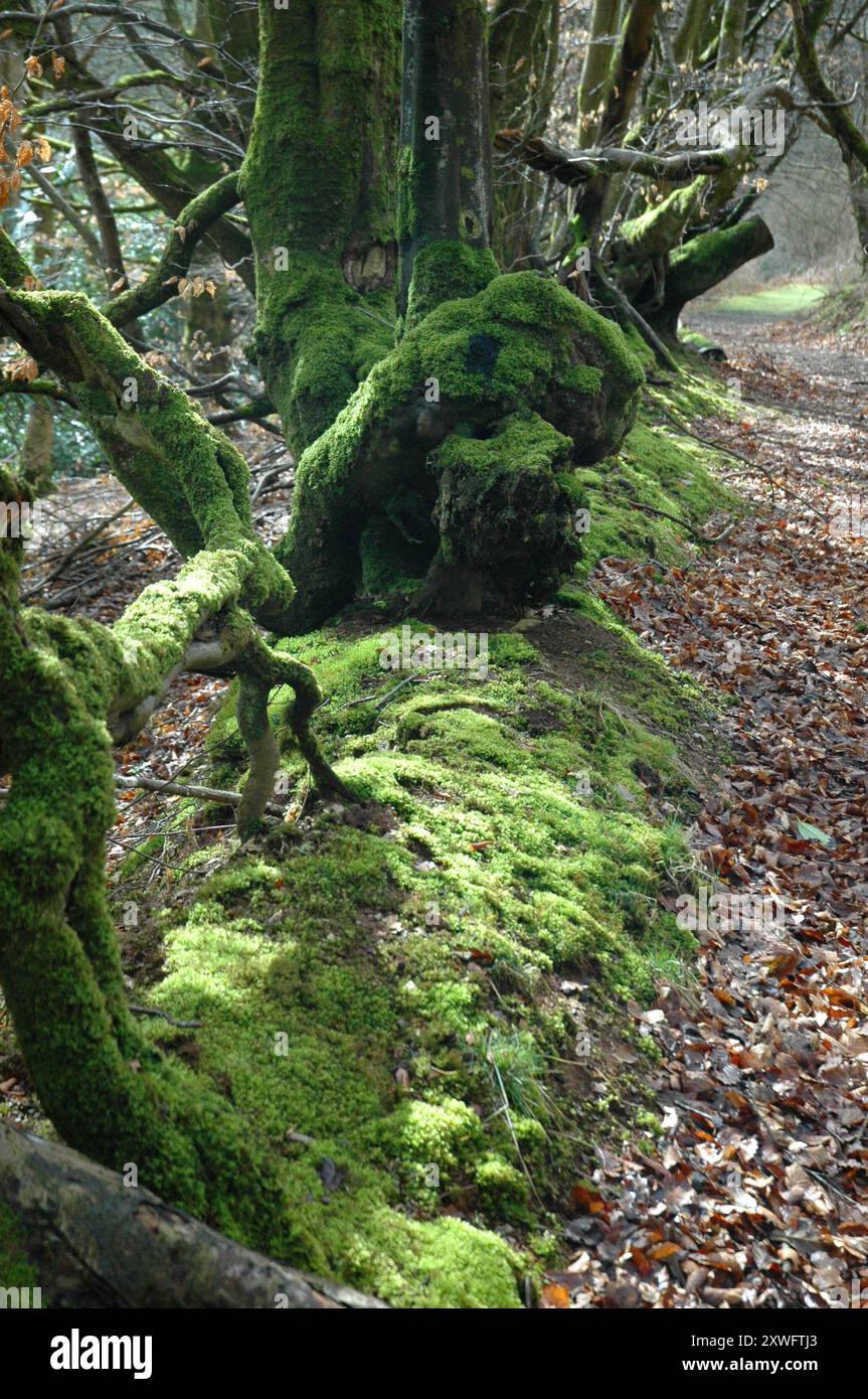 Beech hedge roots hi-res stock photography and images - Alamy