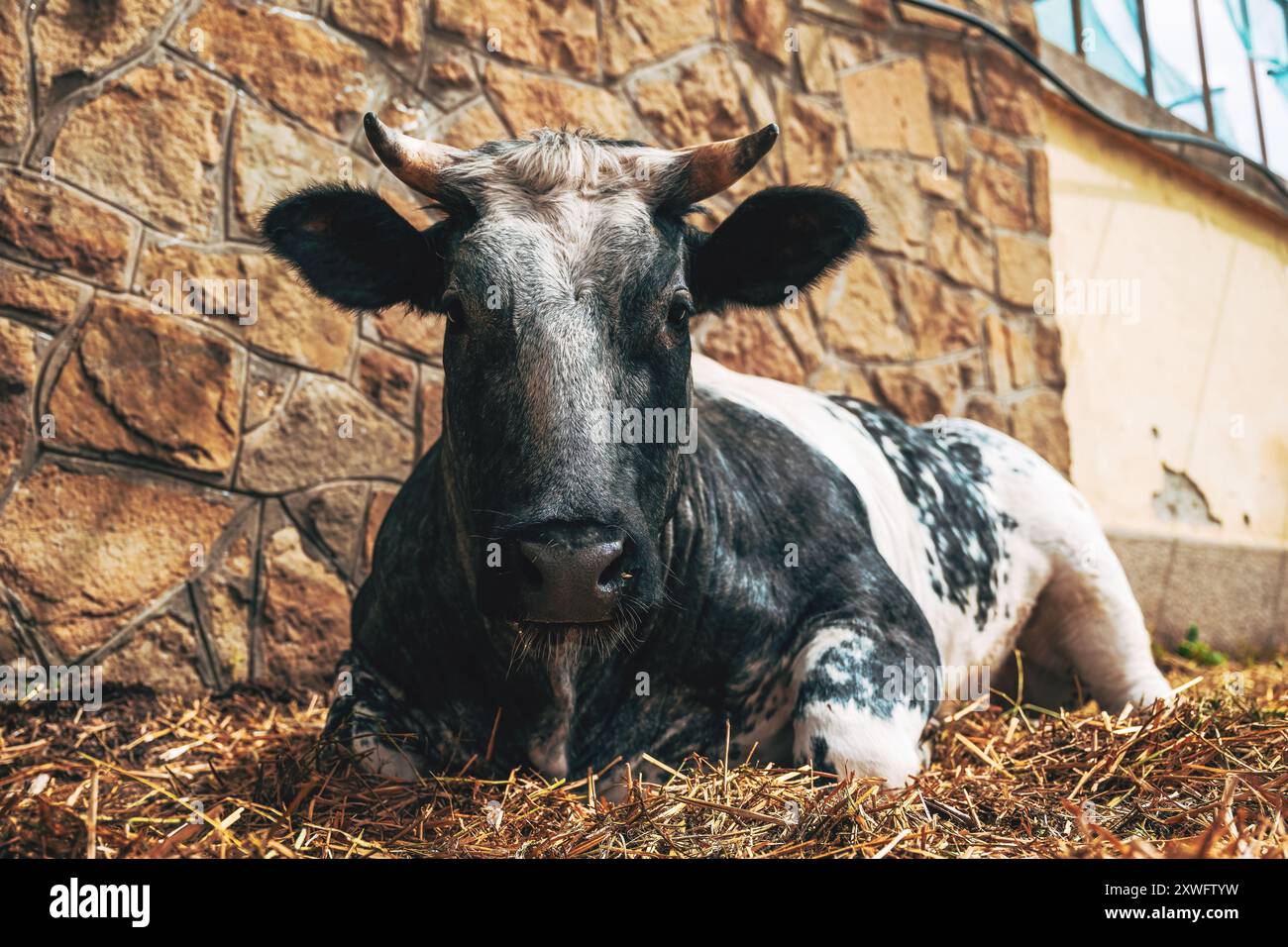Black and white cow laying down on dairy farm, selective focus Stock ...