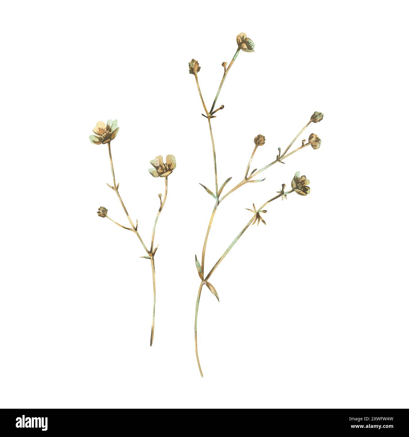 Ranunculus acris garden hi-res stock photography and images - Alamy